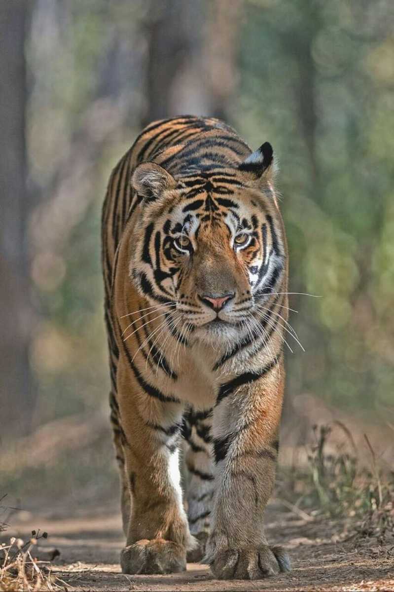 Satkosia Tiger Reserve, Odisha | Wildlife Sanctuary, Timings, Entry Fee ...