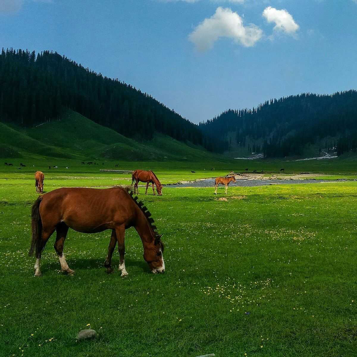 Bungus Valley Tourism (2025) - India > Top Places, Travel Guide | Holidify