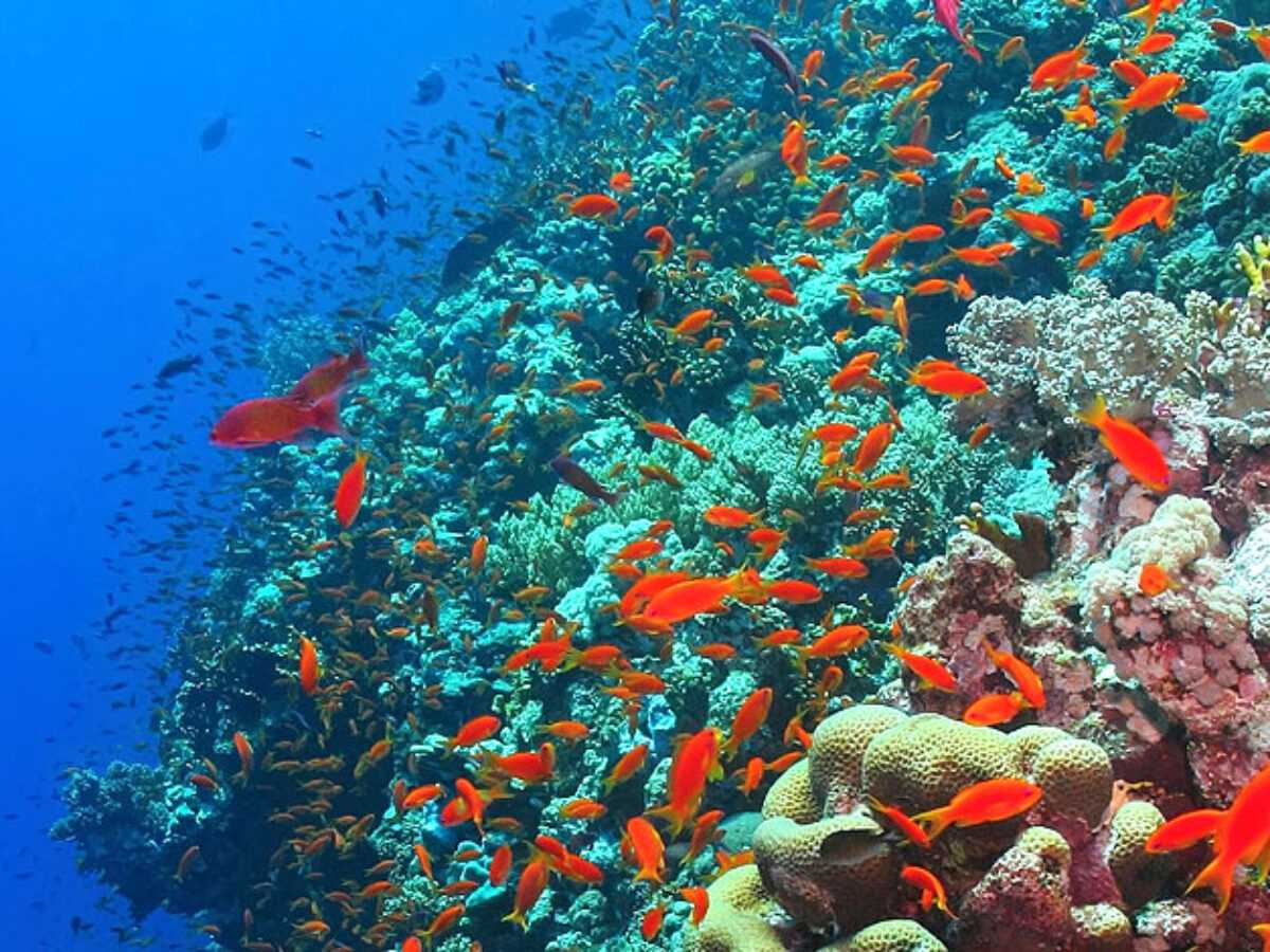 Funzi Island, Mombasa (2025) - Images, Timings | Holidify