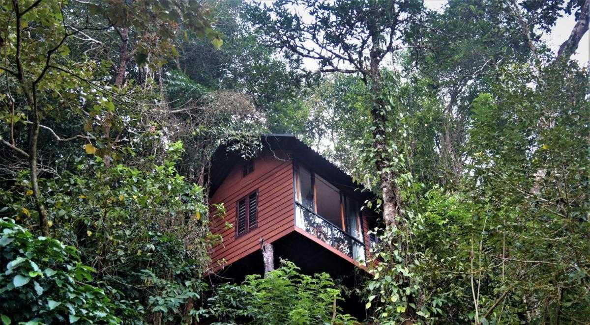 10 Tree Houses In Wayanad (2024) | Updated Deals, Latest Reviews, Photos