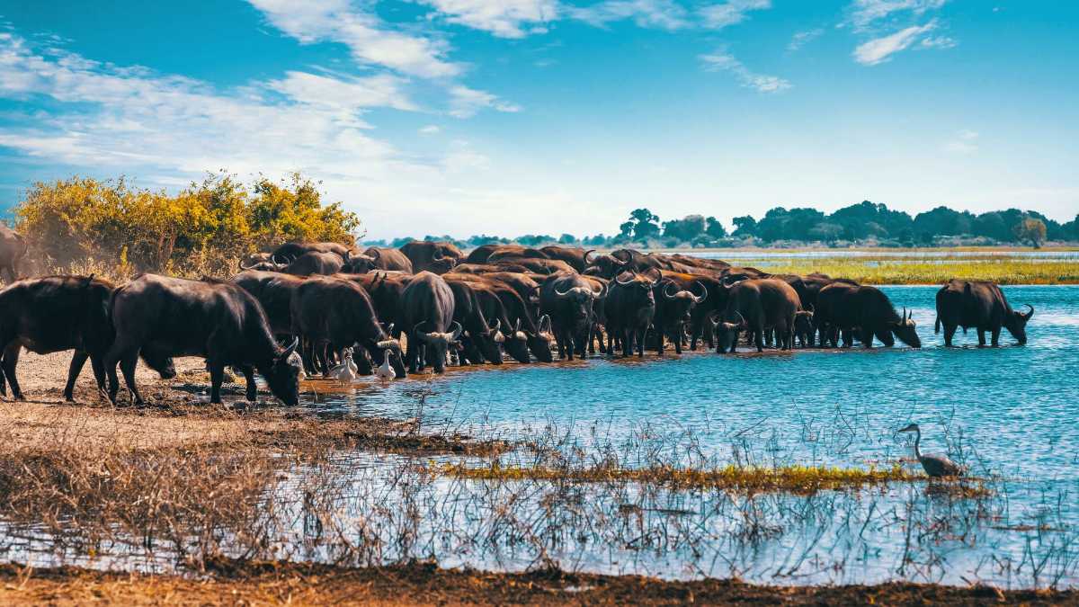 Lake Manyara National Park Tourism (2026) - Tanzania > Top Places ...