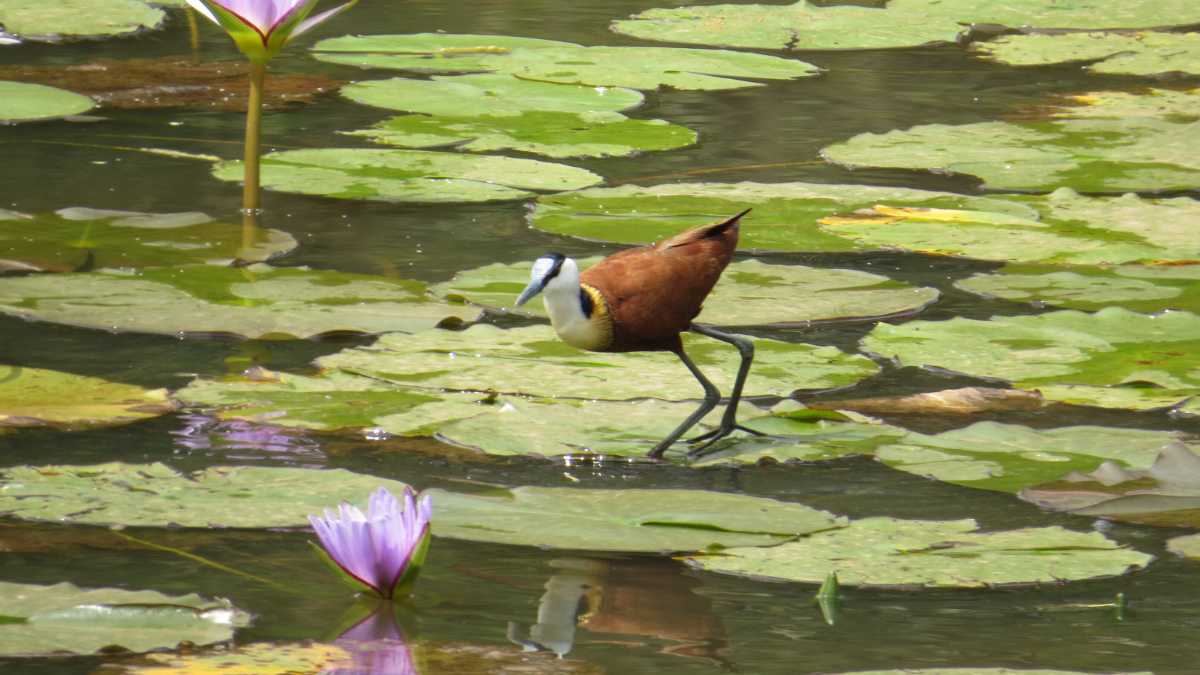 Karura Forest Tourism (2025) - Kenya > Top Places, Travel Guide | Holidify