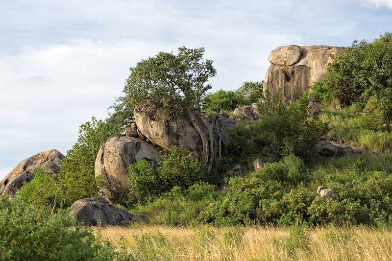 Serengeti National Park Tourism (2026) - Tanzania > Top Places, Travel ...