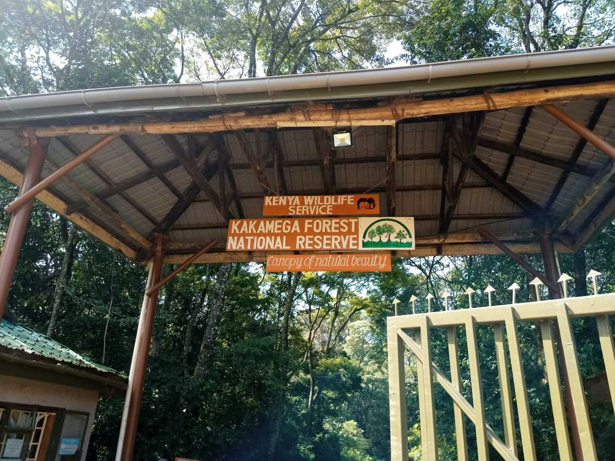 Kakamega Forest National Reserve Tourism (2026) - Kenya > Top Places ...
