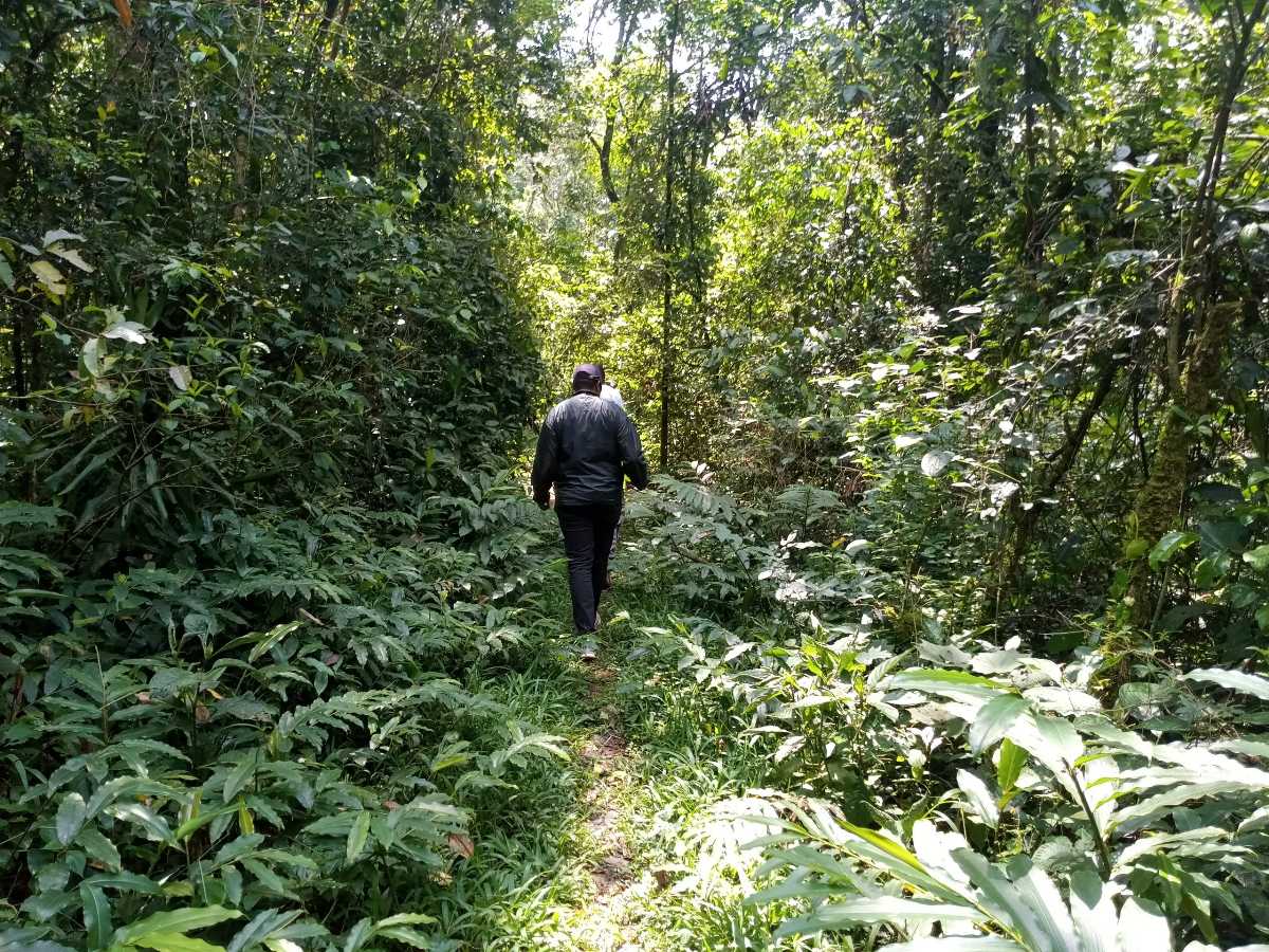 Kakamega Forest National Reserve Tourism (2026) - Kenya > Top Places ...