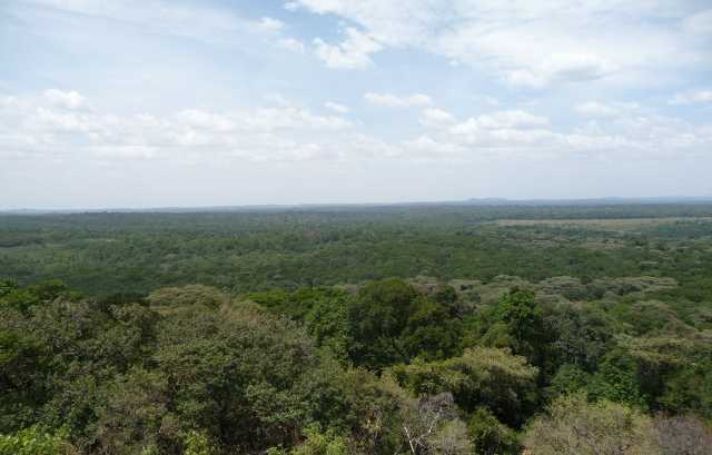 Kakamega Forest National Reserve Tourism (2026) - Kenya > Top Places ...