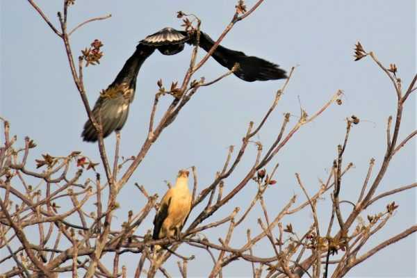 Katavi National Park Tourism (2025) - Tanzania > Top Places, Travel ...