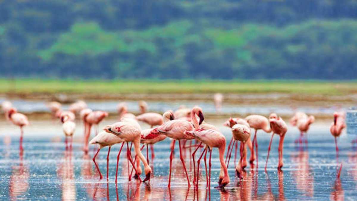 Lake Elementaita Tourism (2026) - Kenya > Top Places, Travel Guide ...