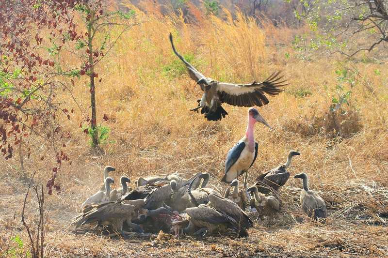 Mikumi National Park Tourism (2026) - Tanzania > Top Places, Travel ...