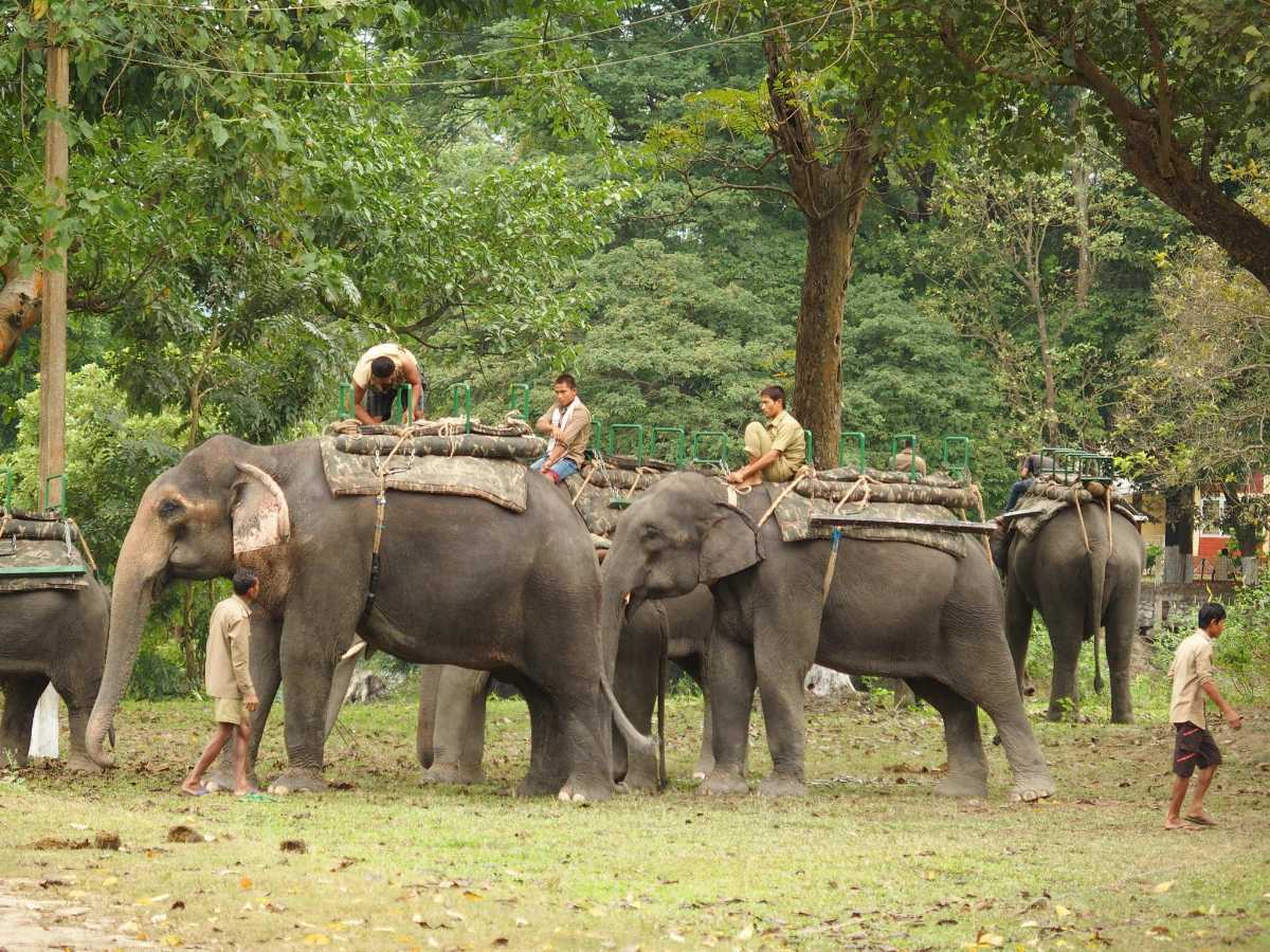 8 National Parks and Wildlife Sanctuaries in Assam (Updated)