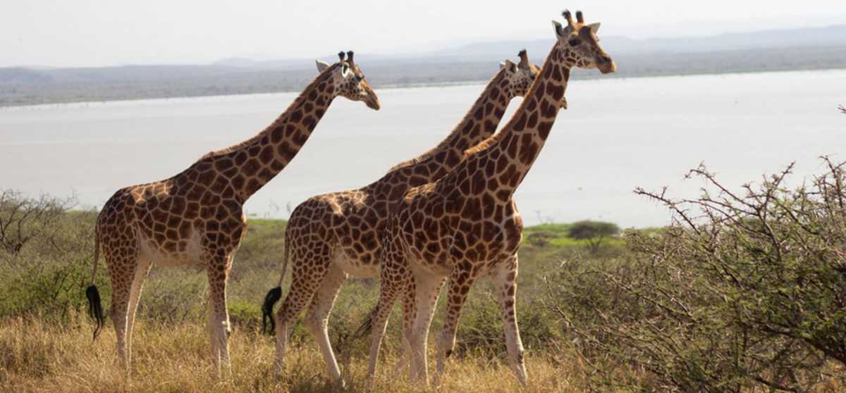 Lake Baringo National Park Tourism (2025) - Kenya > Top Places, Travel ...
