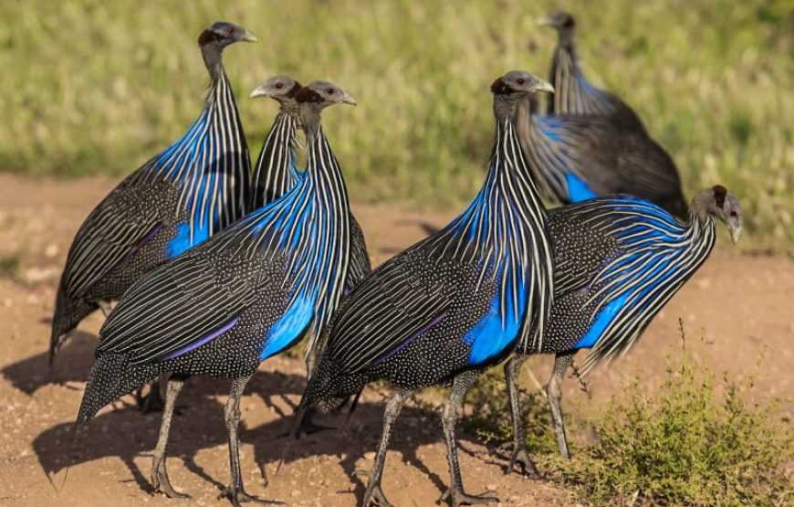 Samburu National Reserve Tourism (2026) - Kenya > Top Places, Travel ...