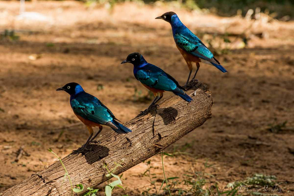 Lake Jipe, Tsavo West National Park (2024) - Images, Timings | Holidify
