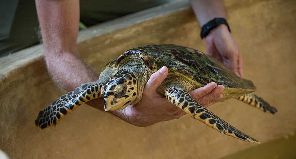 Watamu Tourism (2025) - Kenya > Top Places, Travel Guide | Holidify