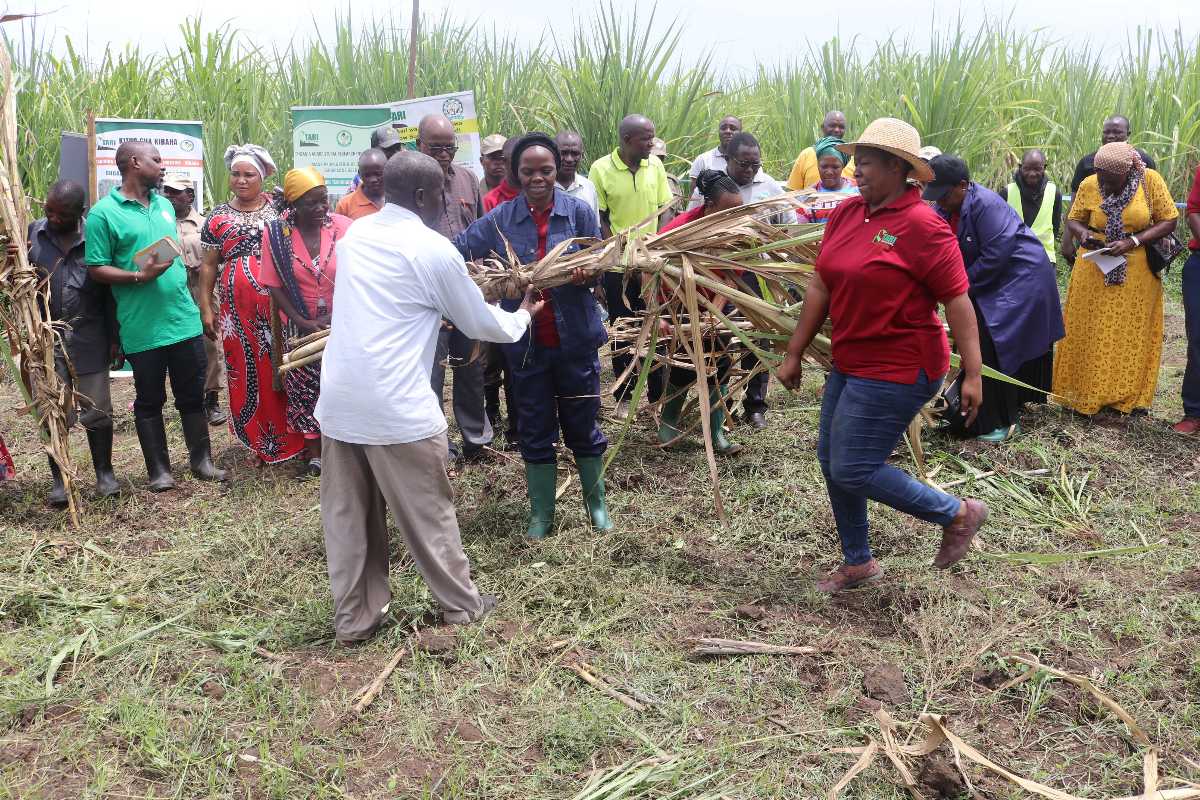 Mikumi National Park Tourism (2026) - Tanzania > Top Places, Travel ...