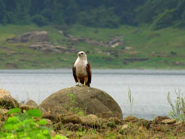 Chimmini Wildlife Sanctuary, Thrissur (2025) - Images, Timings | Holidify