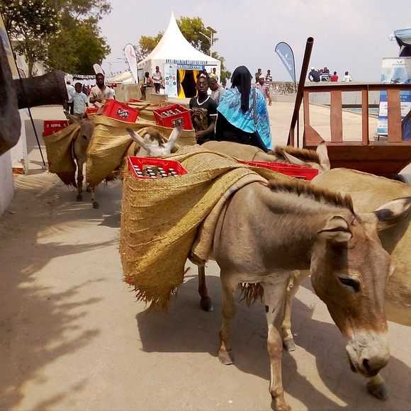 Lamu Island Tourism (2025) - Kenya > Top Places, Travel Guide | Holidify