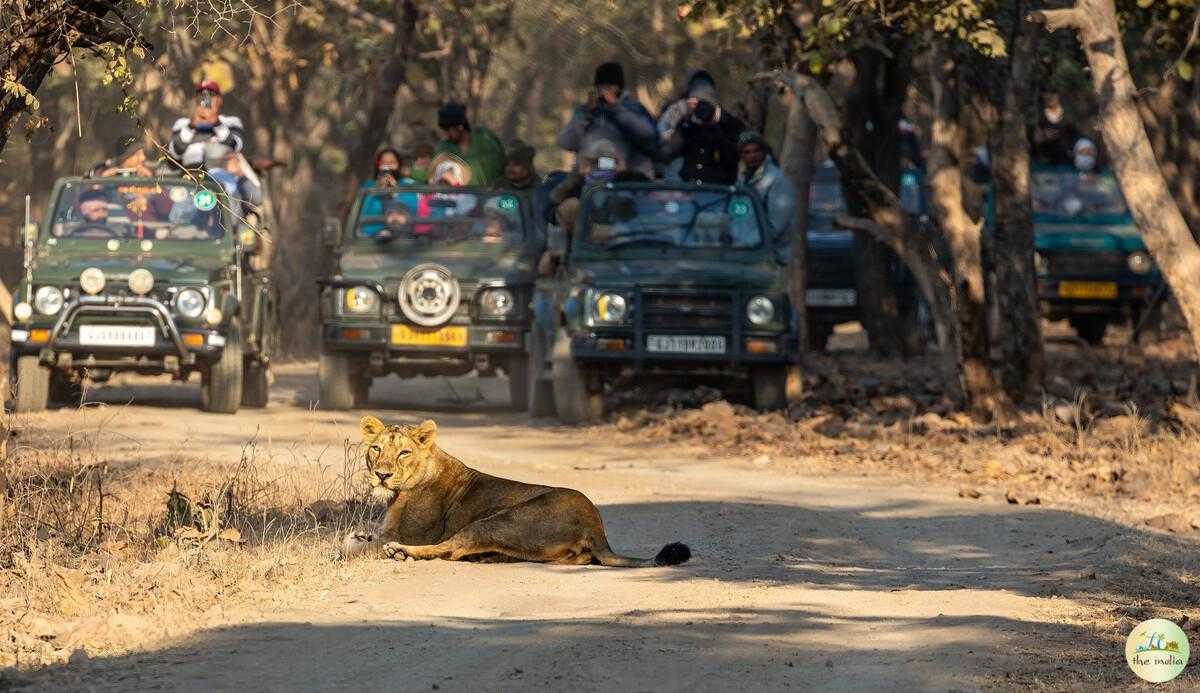 Gir National Park Tourism (2025) Lion Reserve And Wildlife Sanctuary