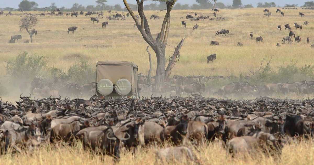 Serengeti National Park Tourism (2026) - Tanzania > Top Places, Travel ...