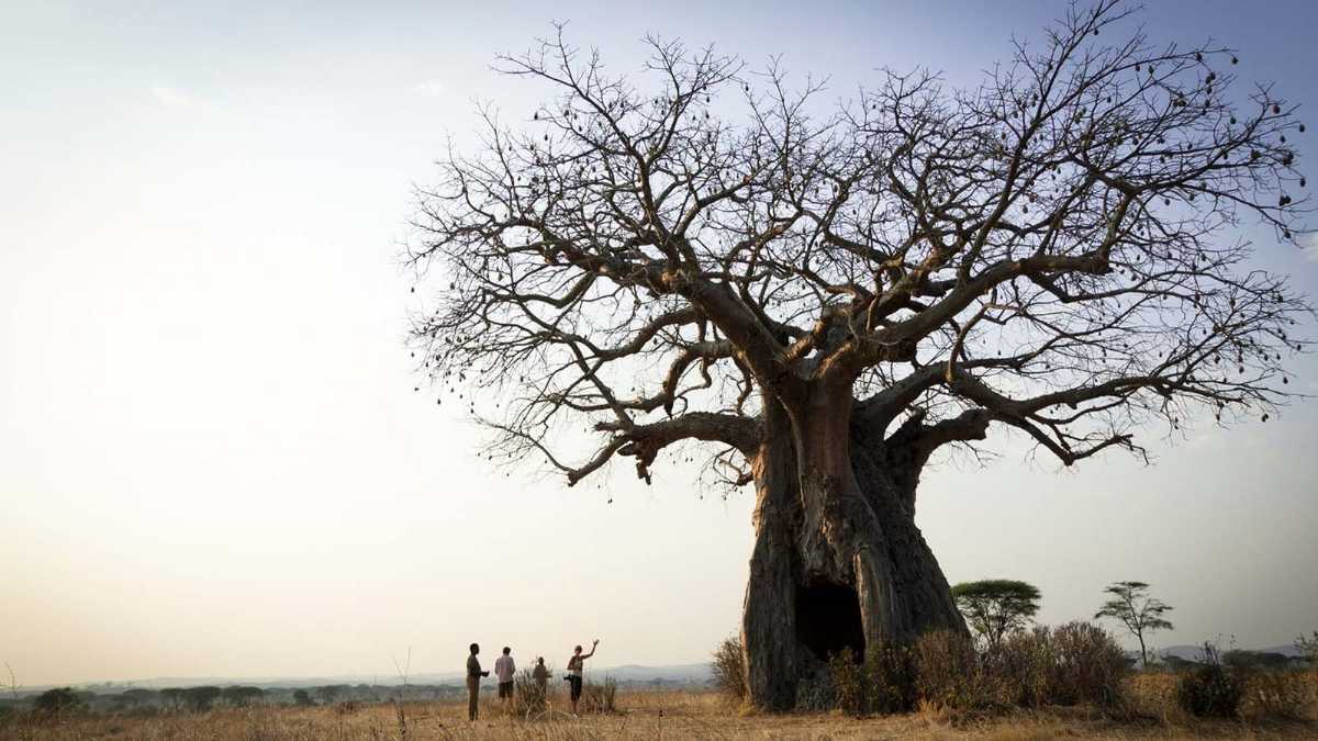 Ruaha National Park Tourism (2026) - Tanzania > Top Places, Travel ...