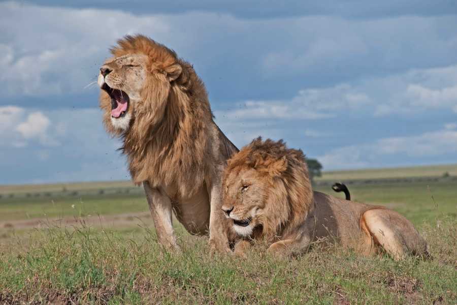 3 Days Maasai Mara Group Joining package