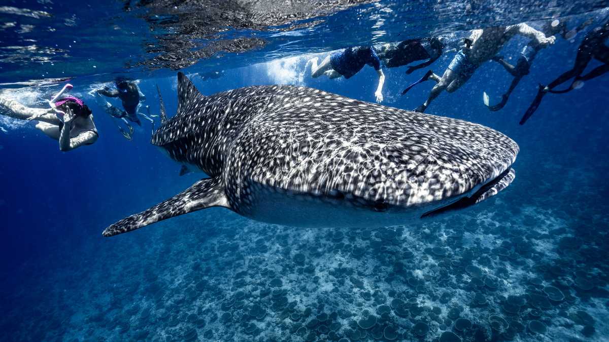 Dhigurah South Ari Atoll Maldives Whale Shark Spotting Snorkelling Dhigurah South Ari Atoll Maldives Whale Shark Spotting Snorkelling