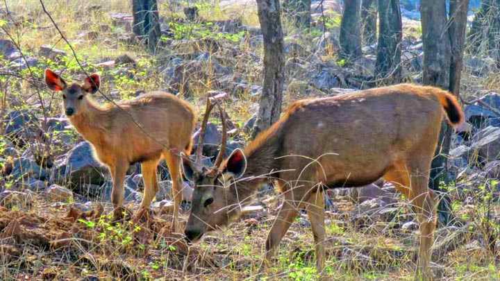 Vazhani Wildlife Sanctuary, Palakkad (2026) - Images, Timings | Holidify