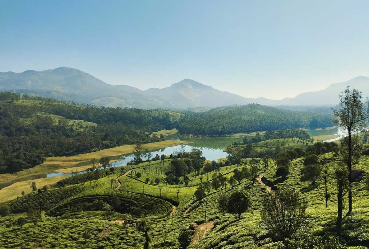 Munnar Vs Wayanad: A Guide to Which Is Better for You