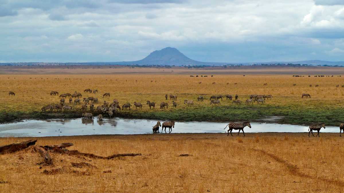 Tarangire National Park Tourism (2026) - Tanzania > Top Places, Travel ...