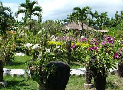 Bali Orchid Garden, Denpasar | Things to Do | Tickets and Prices