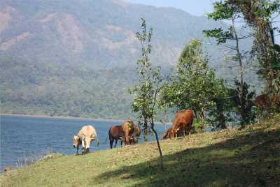 Chimmini Dam Thrissur | Chimmony Dam | Holidify