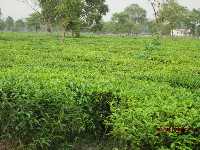 Bagdogra Tourism (2025) - India > Top Places, Travel Guide | Holidify
