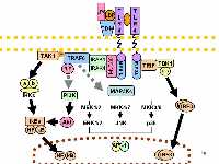 Tirap Tourism (2025) - Arunachal Pradesh > Top Places, Travel Guide